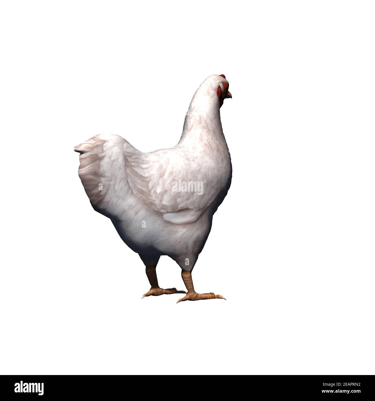 Farm animals - white chicken - isolated on white background Stock Photo ...