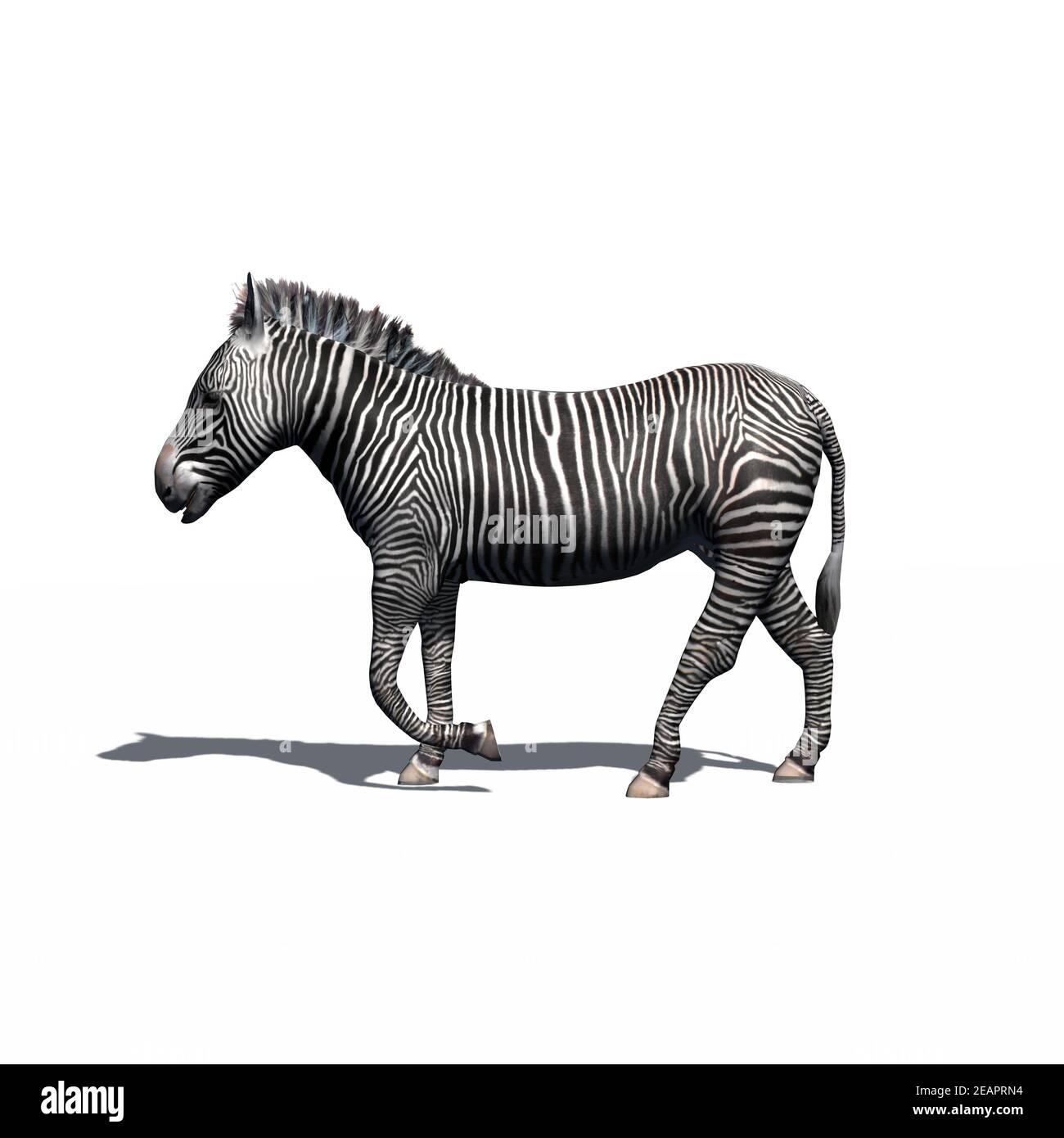 Wild animals - zebra with shadow on the floor - isolated on white ...