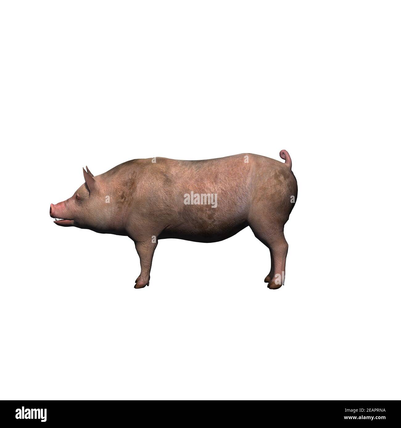 Farm animals - pig - isolated on white background Stock Photo - Alamy
