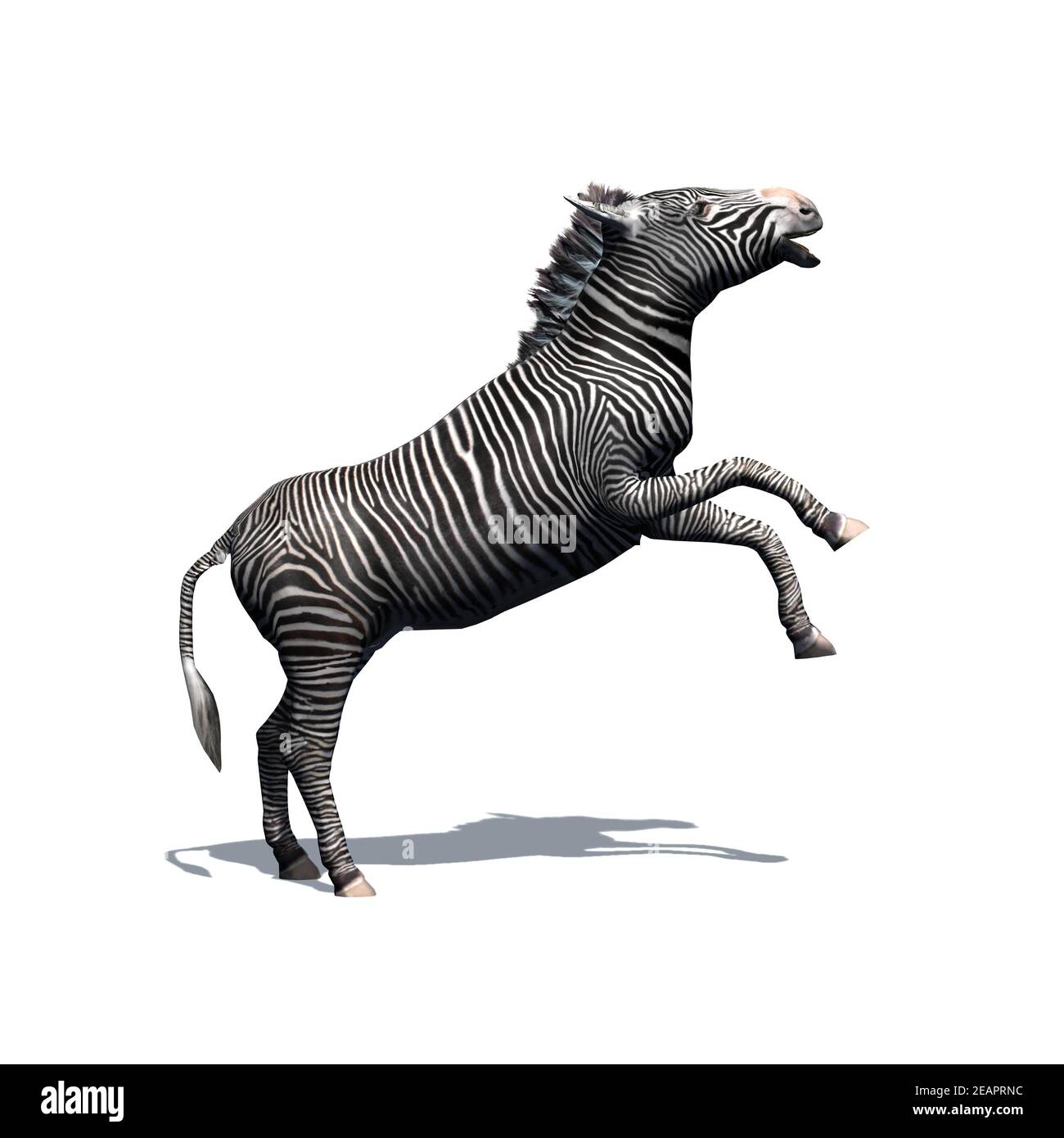 Wild animals - zebra with shadow on the floor - isolated on white ...