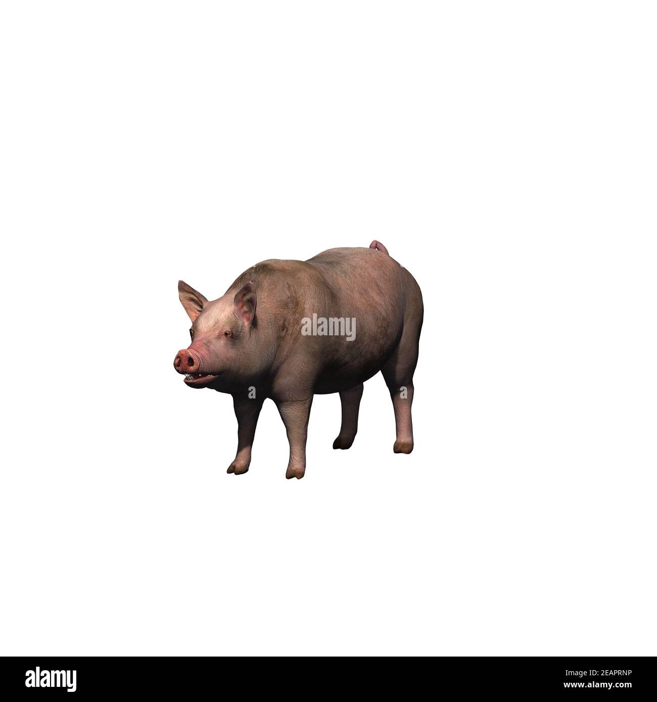 Farm animals - pig - isolated on white background Stock Photo - Alamy
