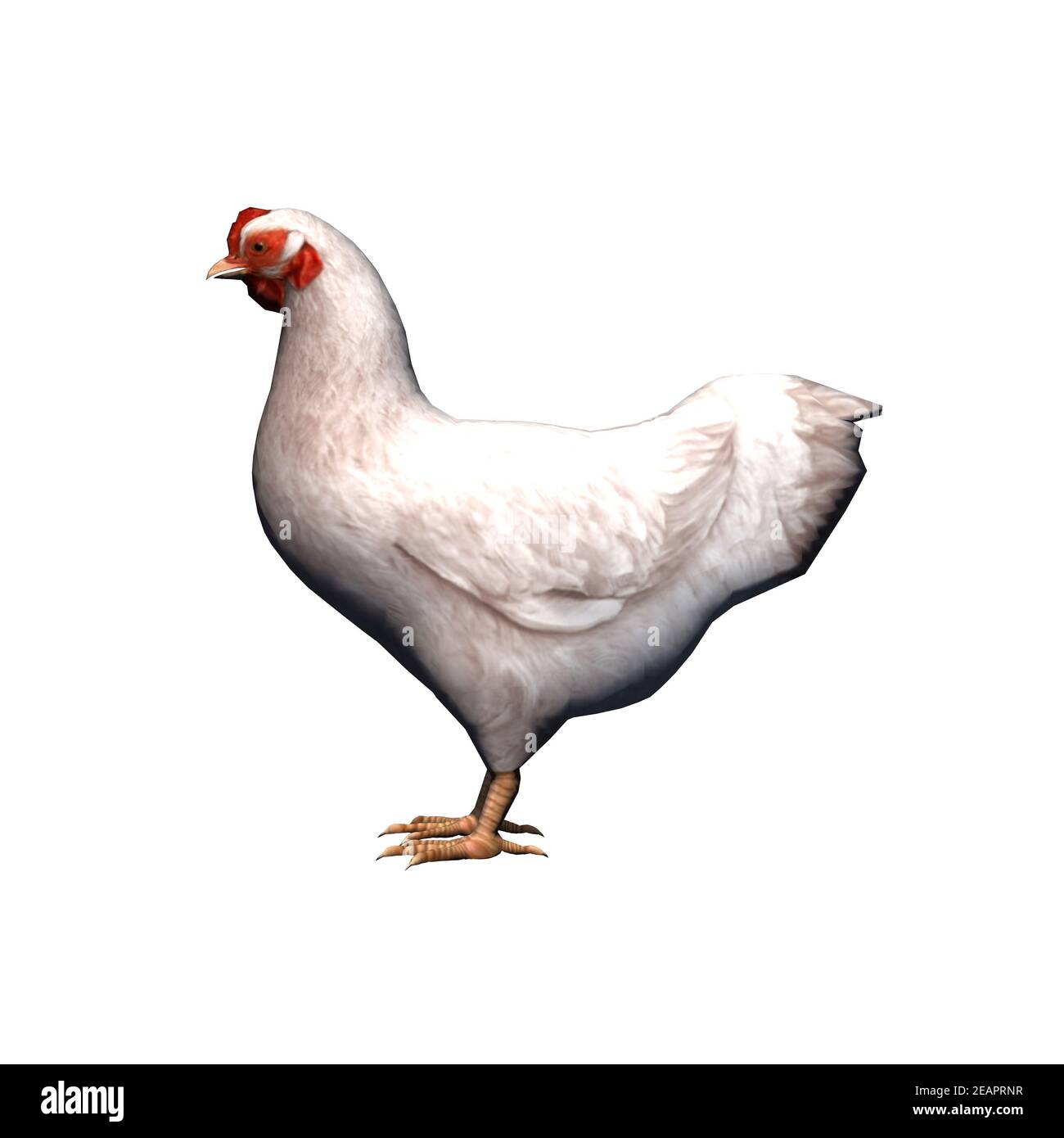Farm animals - white chicken - isolated on white background Stock Photo ...