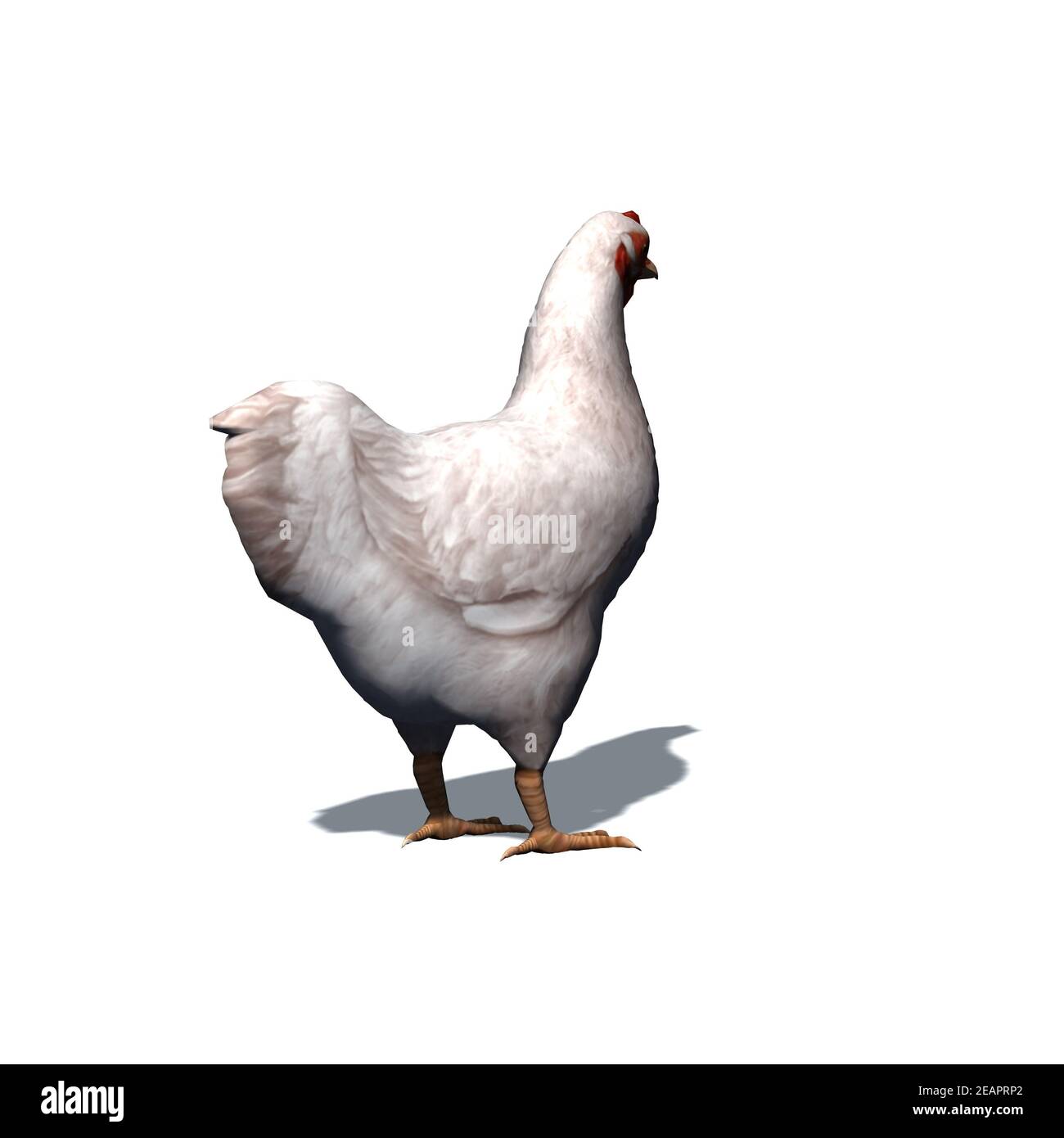 Farm animals - white chicken with shadow on the floor - isolated on ...