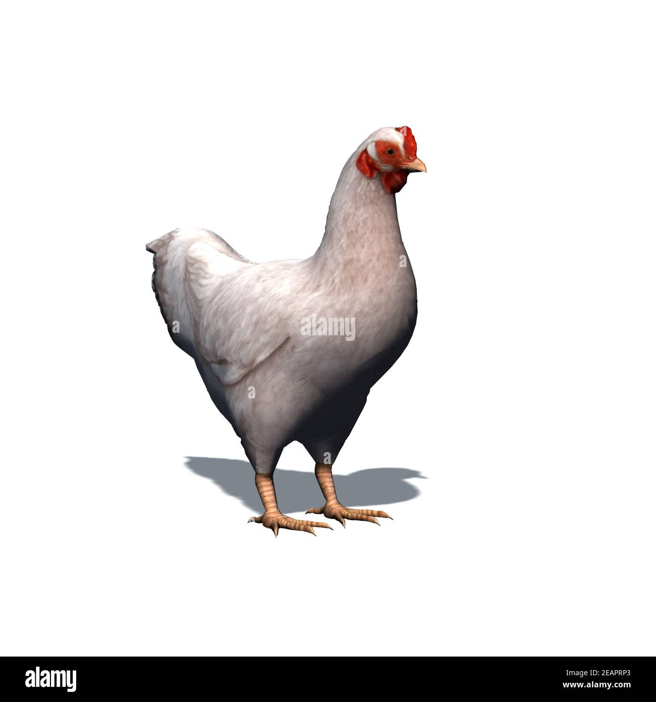 Farm animals - white chicken with shadow on the floor - isolated on ...