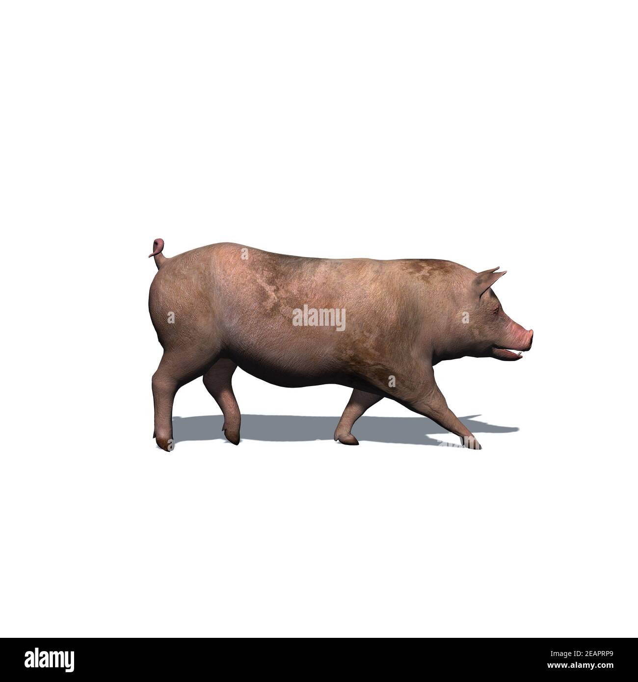 Farm animals - pig with shadow on the floor - isolated on white ...