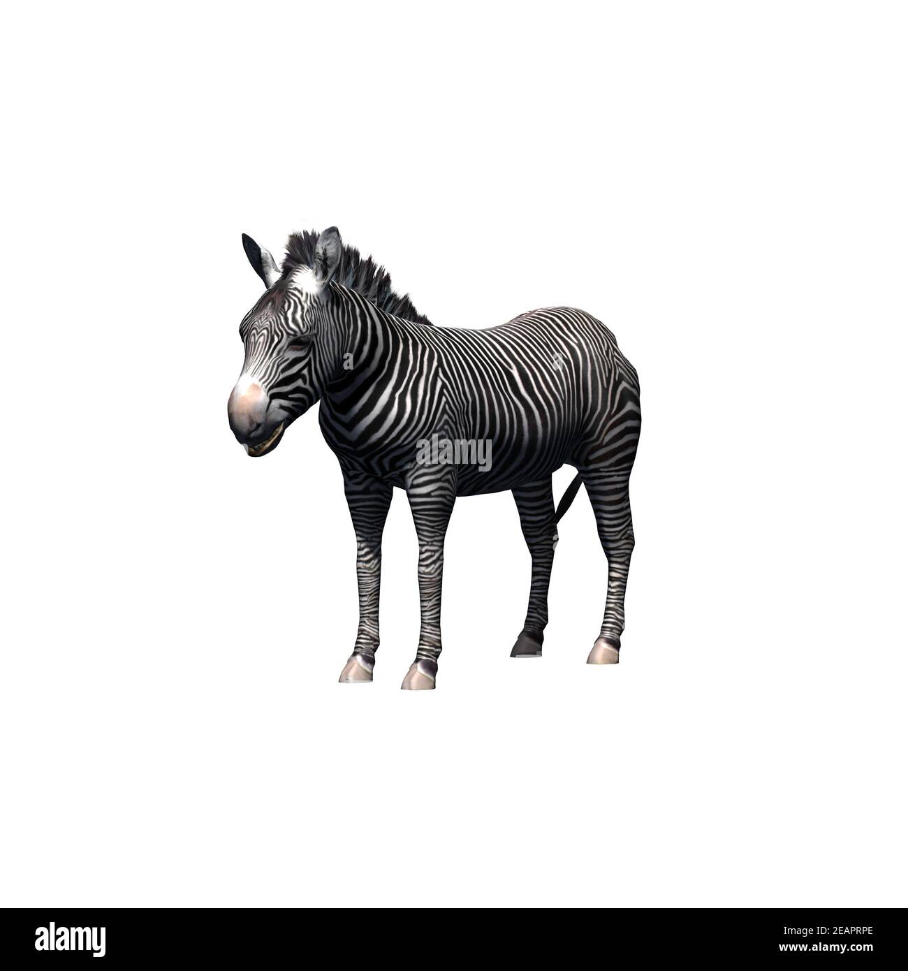 Wild animals - zebra - isolated on white background Stock Photo - Alamy