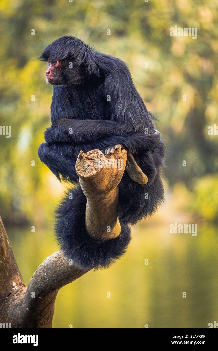 Tiger And Its Life High Resolution Stock Photography and Images - Alamy