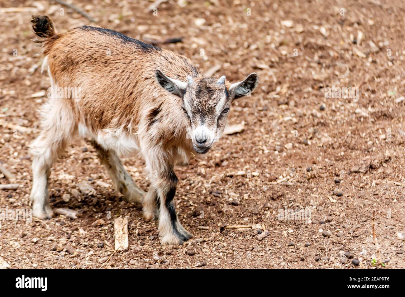 Portrait of a cute baby goat Stock Photo - Alamy