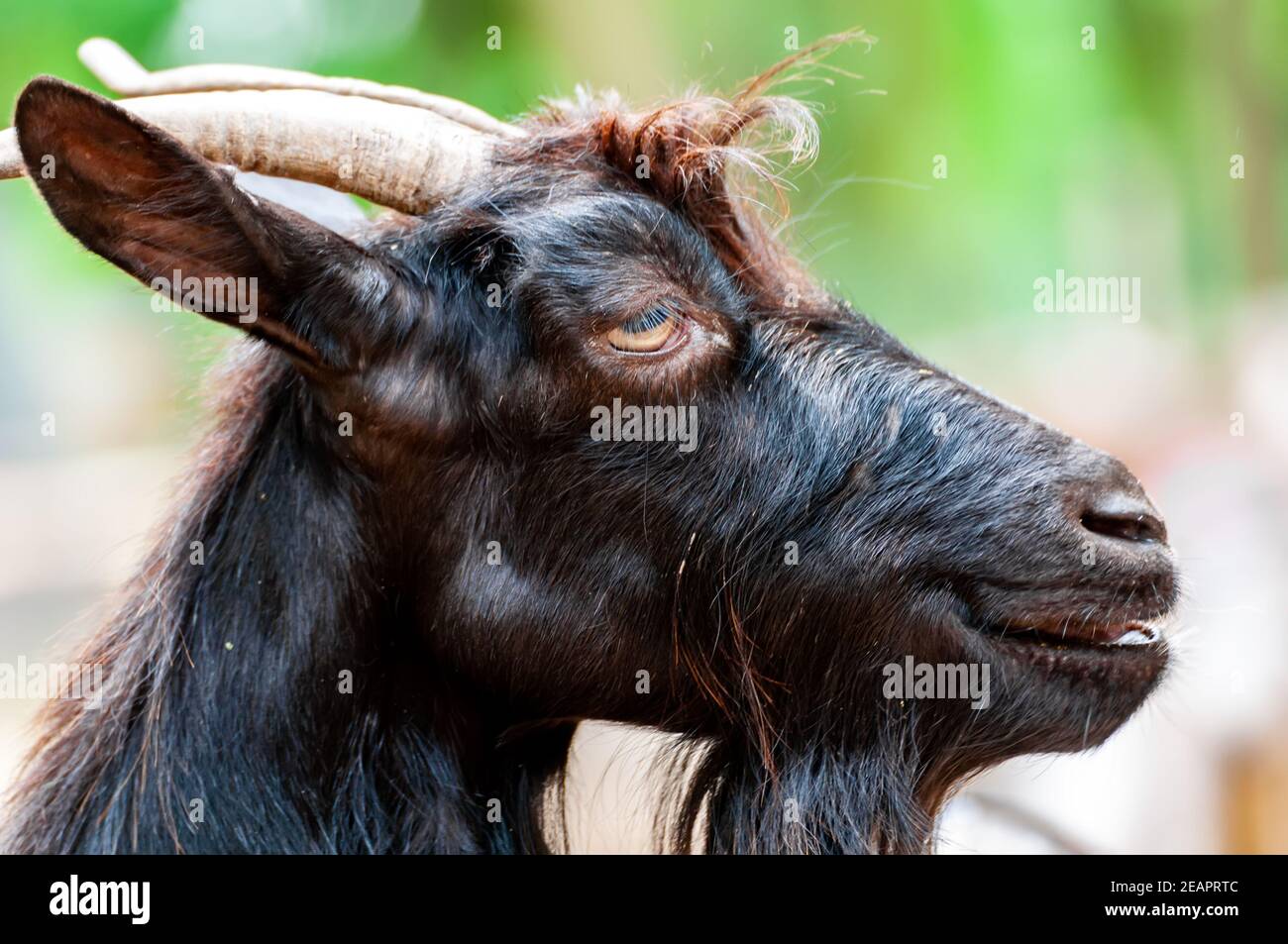 Portrait of a big horned goat Stock Photo - Alamy