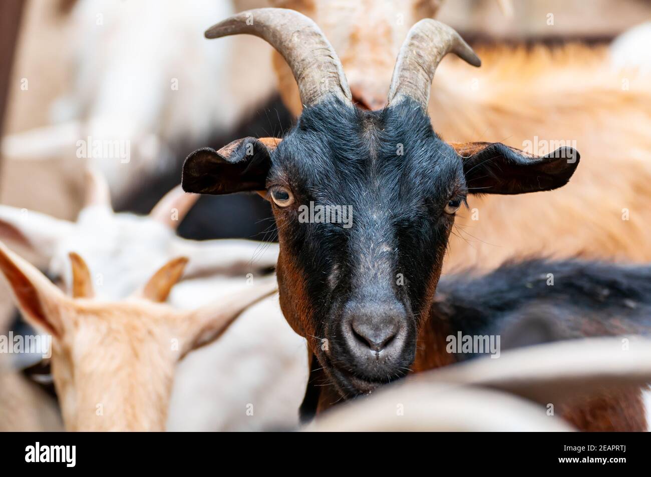 Portrait of a big horned goat Stock Photo - Alamy