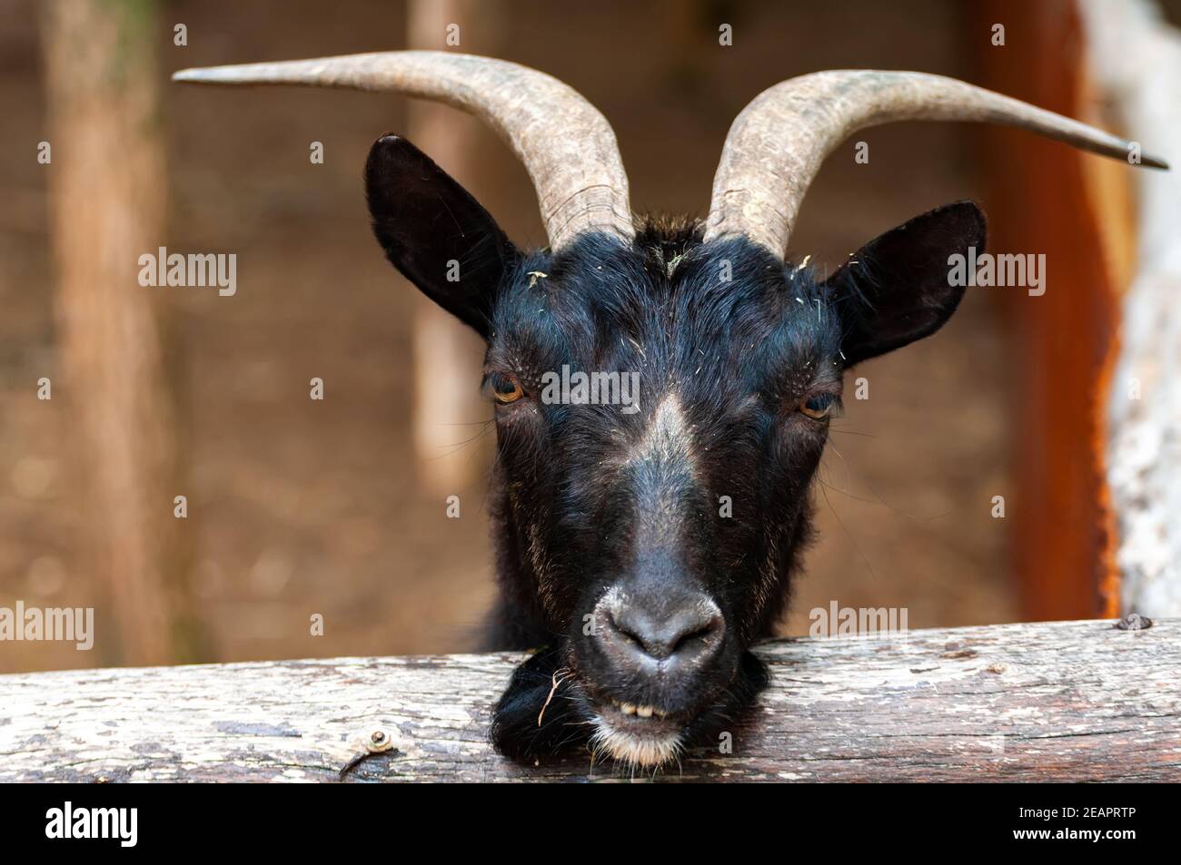 Portrait of a big horned goat Stock Photo - Alamy