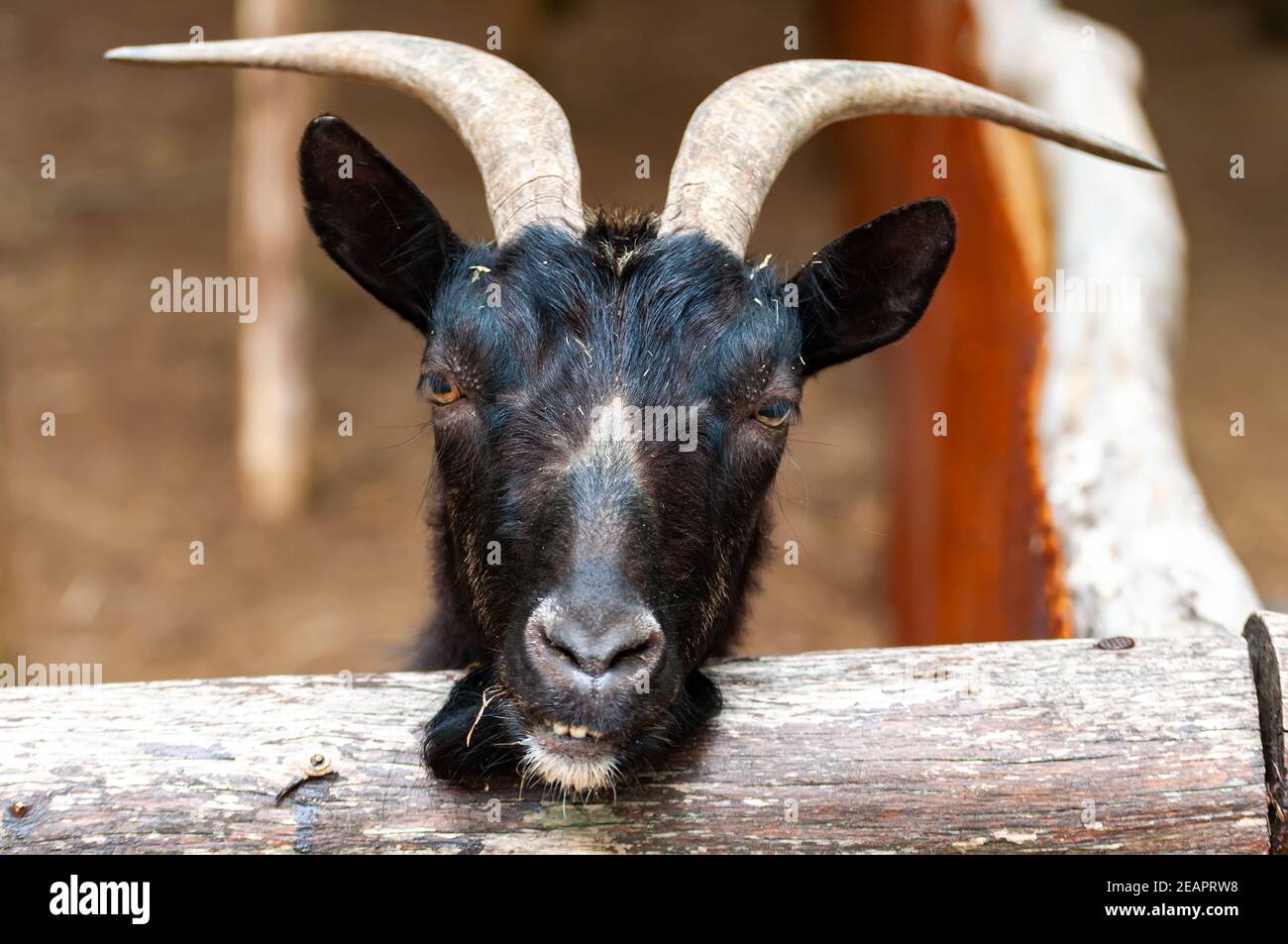 Portrait of a big horned goat Stock Photo - Alamy