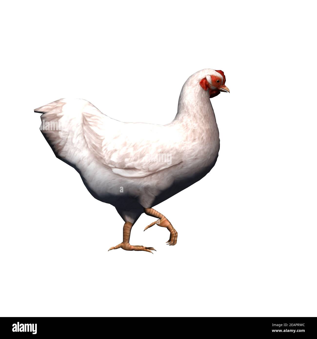Farm animals - white chicken - isolated on white background Stock Photo ...