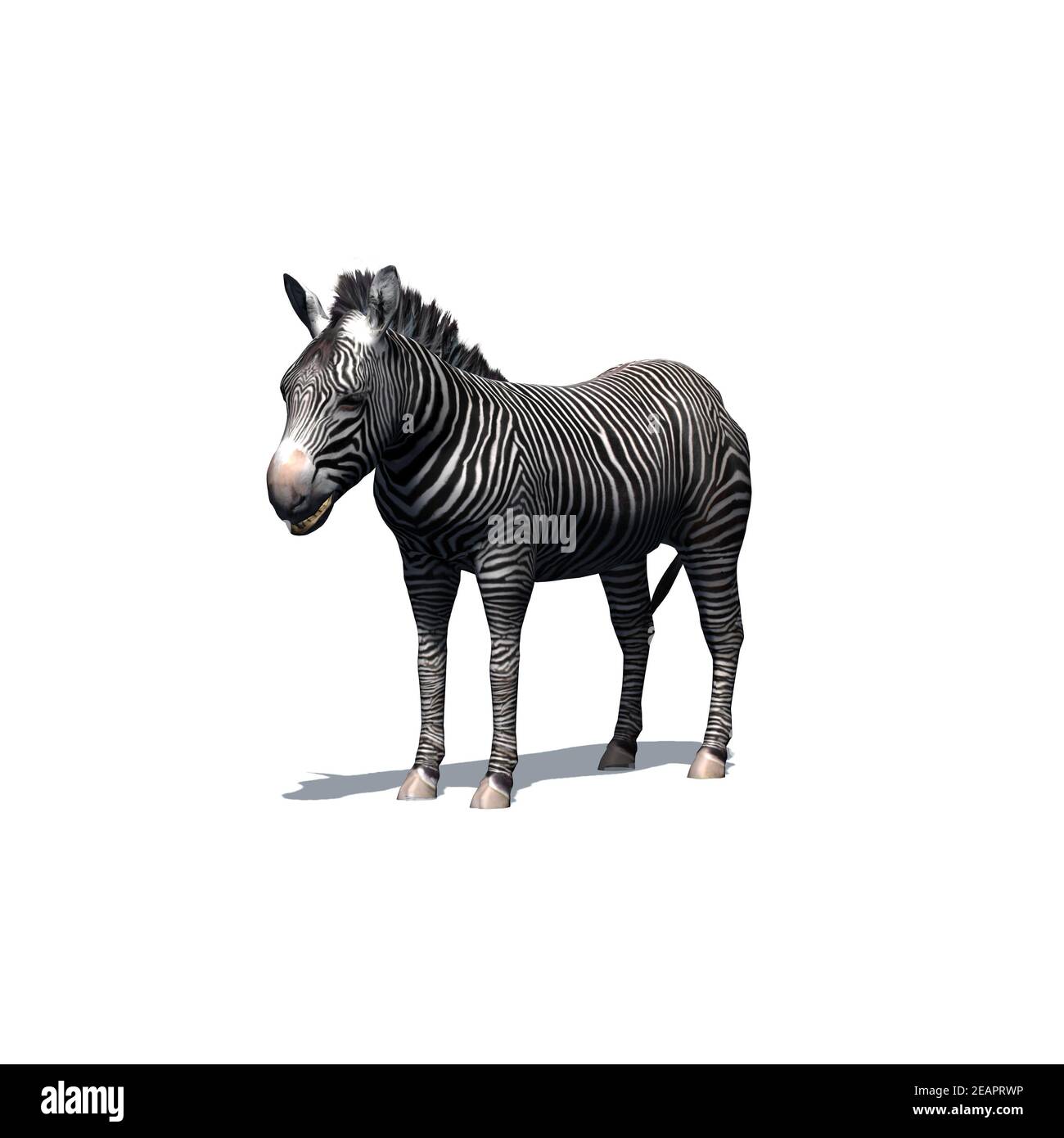 Wild animals - zebra with shadow on the floor - isolated on white ...