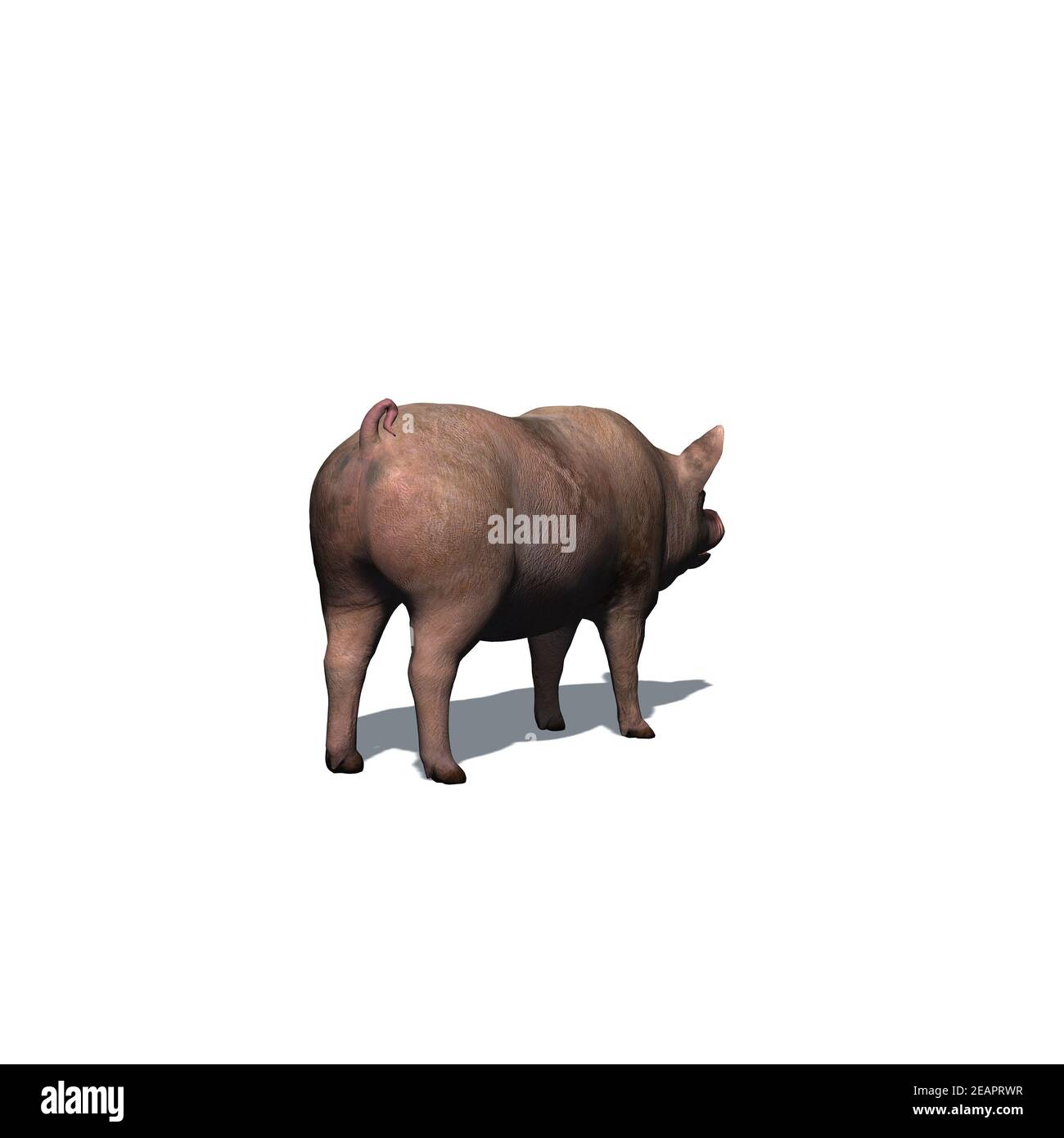 Farm animals - pig with shadow on the floor - isolated on white ...