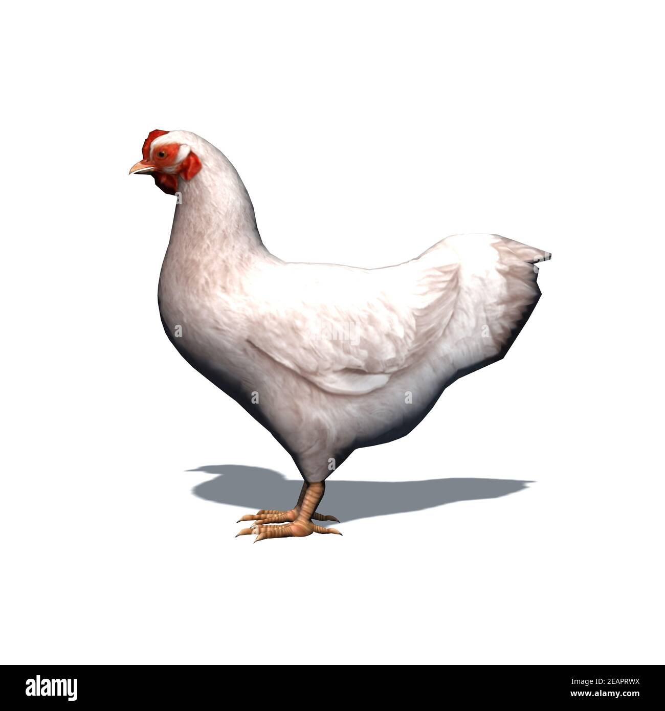 Farm animals - white chicken with shadow on the floor - isolated on ...