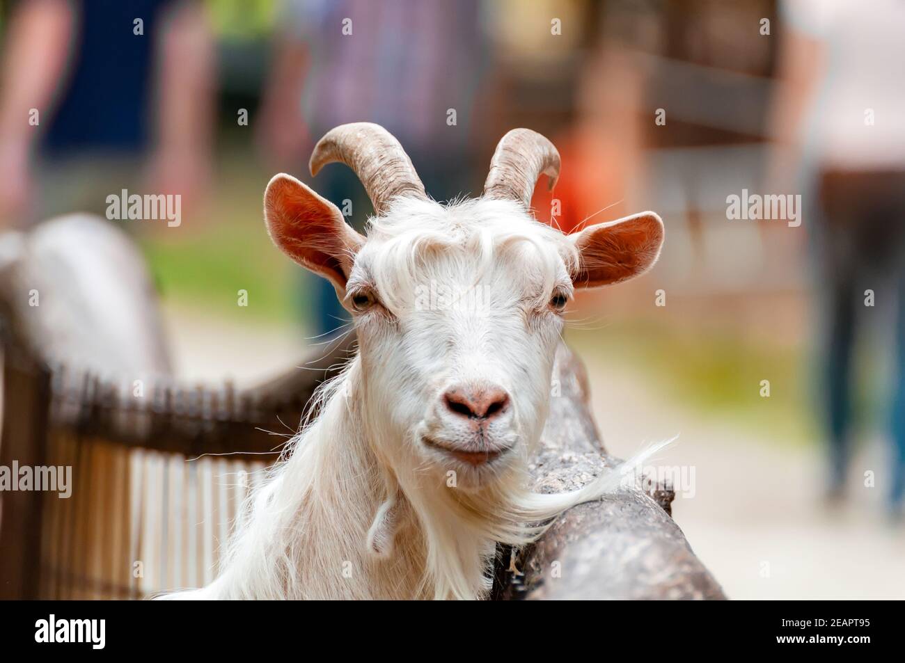 Goat lifestyle photography hi-res stock photography and images - Alamy