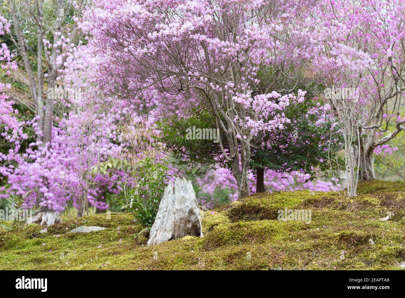 Tenryuji temple garden hi-res stock photography and images - Alamy