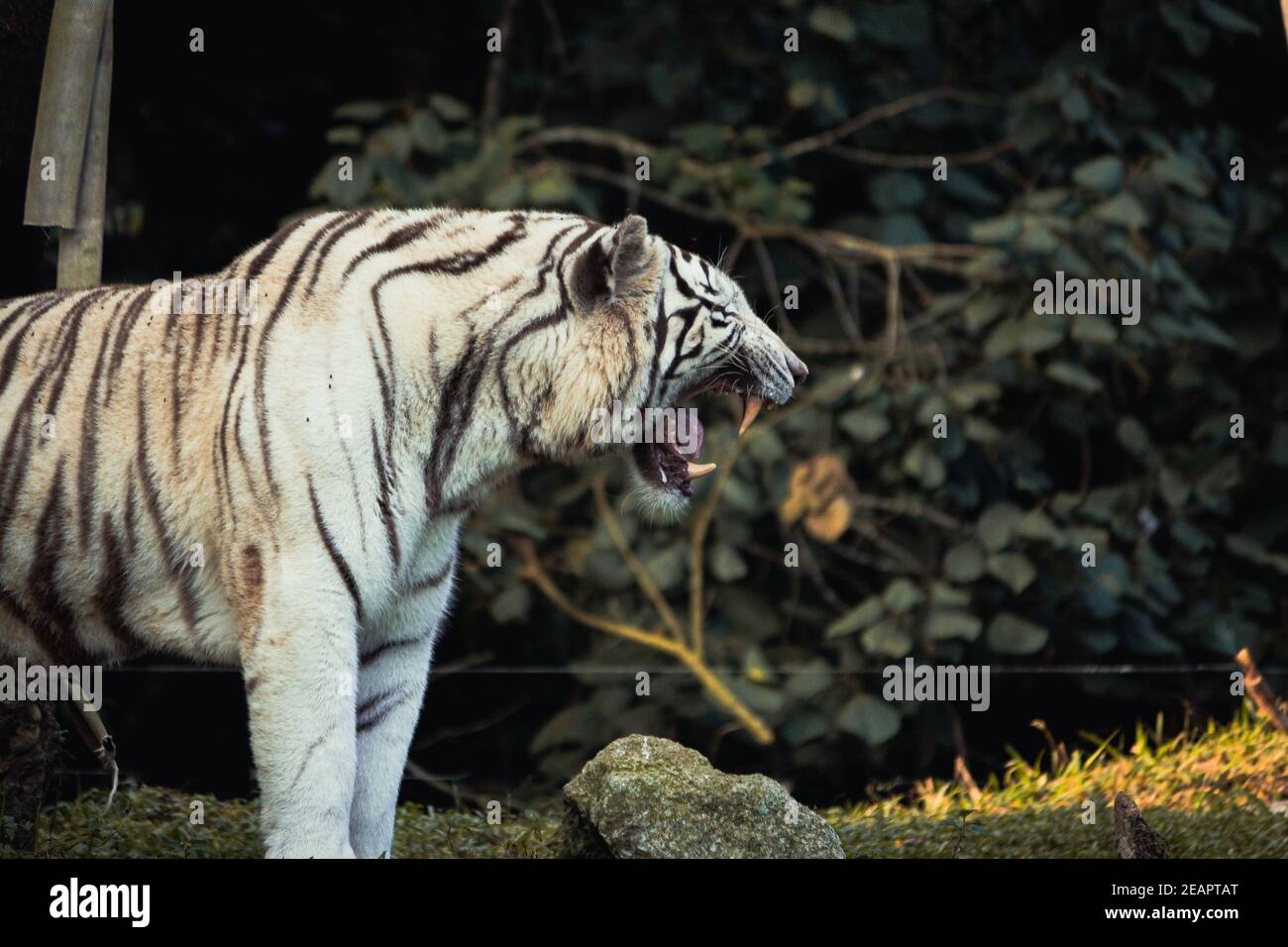 Animals in a zoo good for wallpaper Stock Photo - Alamy