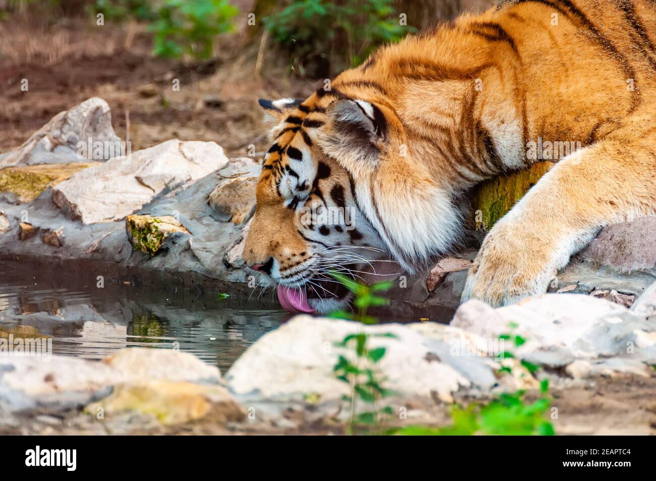 Tiger drinking from lake in hi-res stock photography and images - Alamy