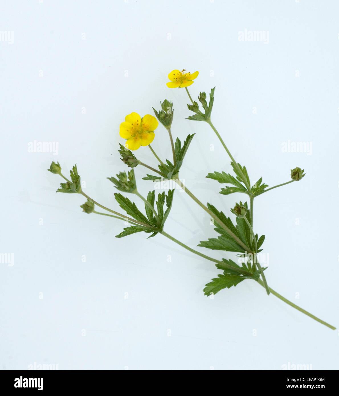 Pote field hi-res stock photography and images - Alamy