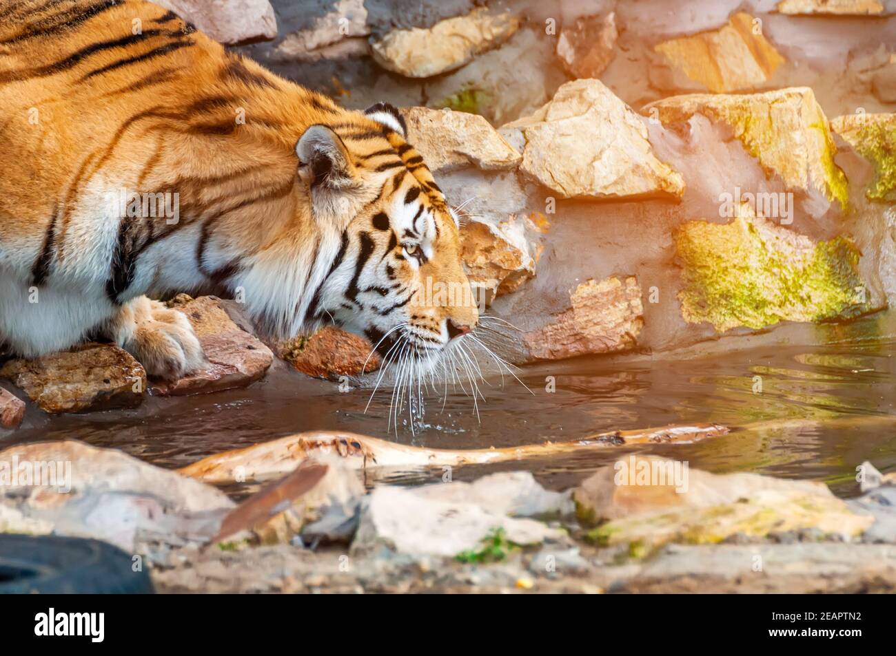 A beautiful tiger is drinking water from a lake Stock Photo - Alamy