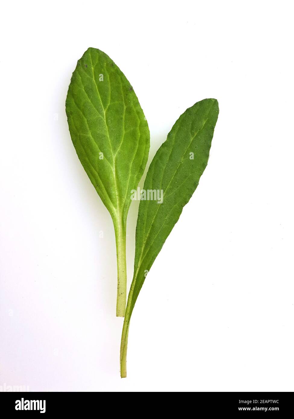 Borretsch Borago, officinalis Stock Photo - Alamy