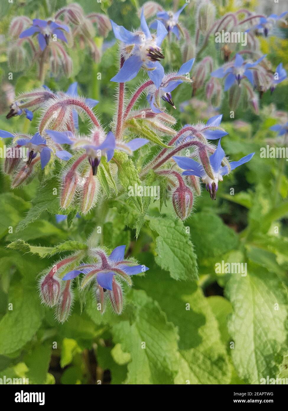 Borretsch Borago, officinalis Heilpflanze Stock Photo - Alamy