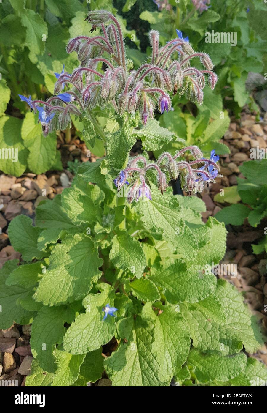 Borretsch Borago, officinalis Heilpflanze Stock Photo - Alamy