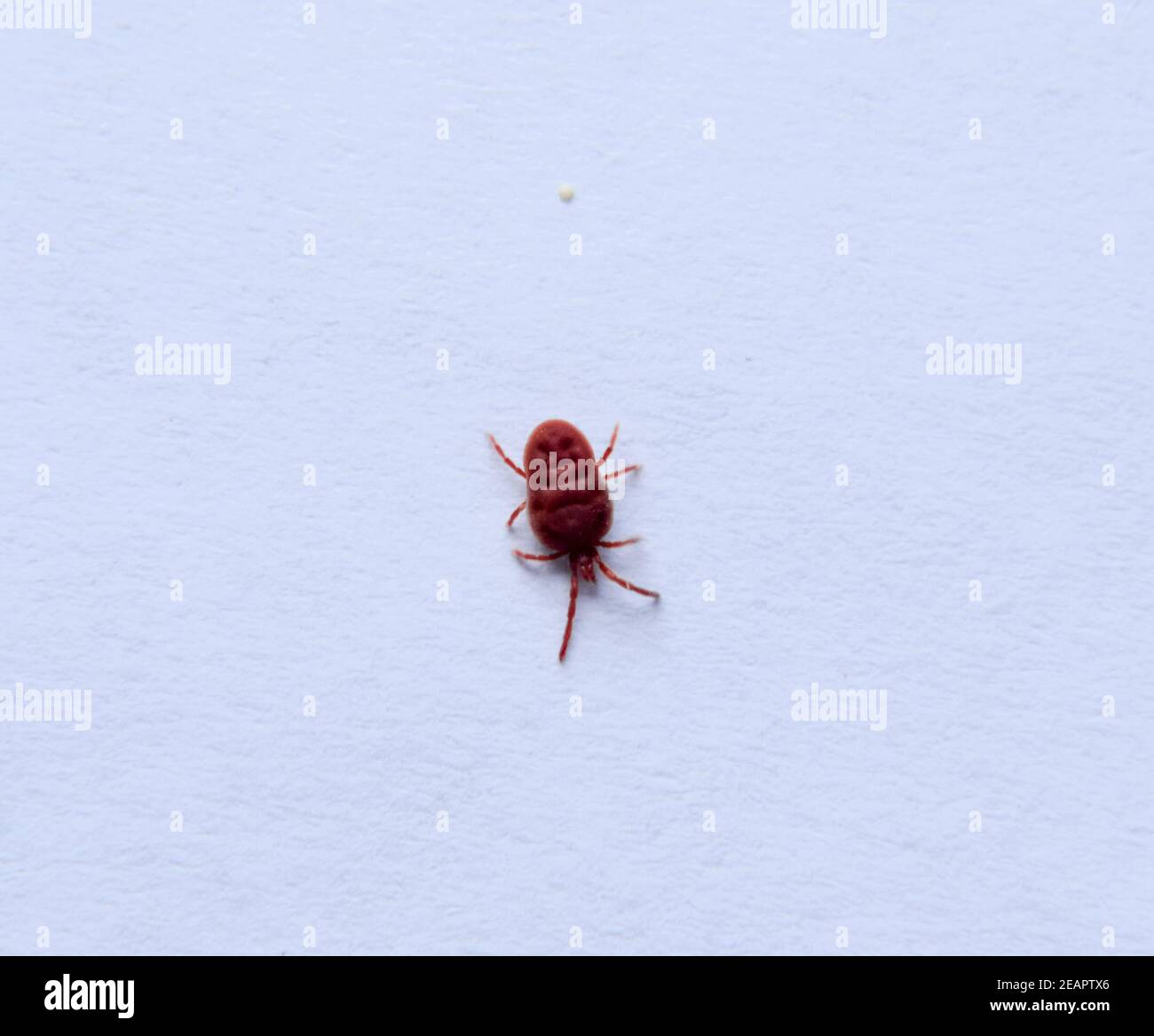 Red Velvet Mite High Resolution Stock Photography and Images - Alamy