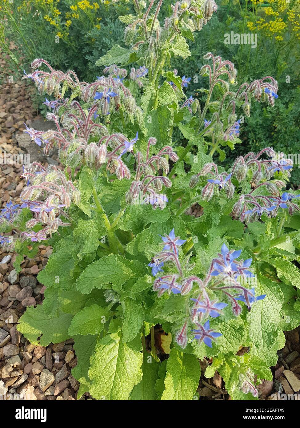Borretsch cucumber hi-res stock photography and images - Alamy