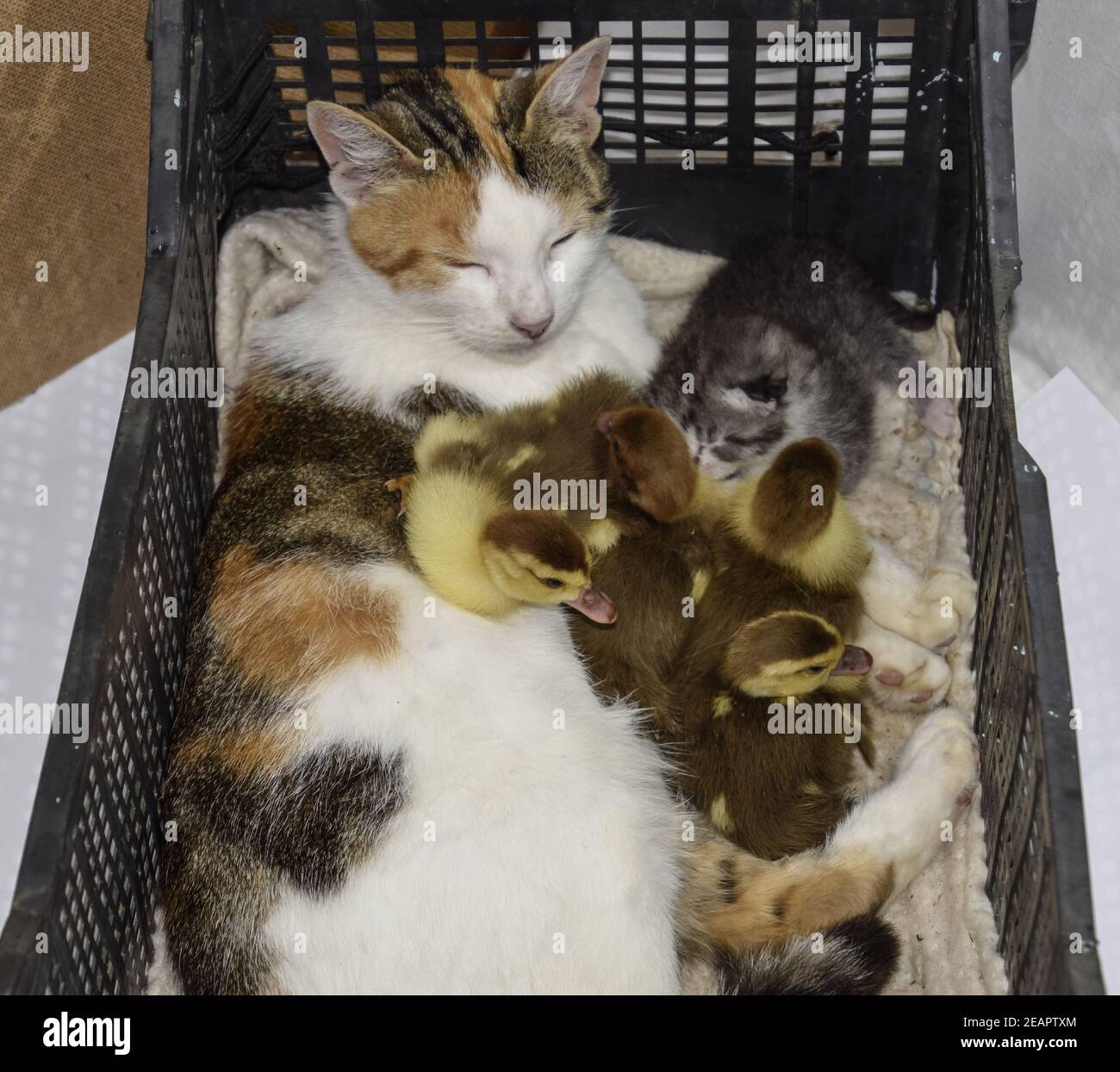 Children ducklings hi-res stock photography and images - Alamy