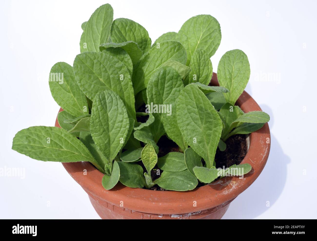 Borretsch cucumber hi-res stock photography and images - Alamy