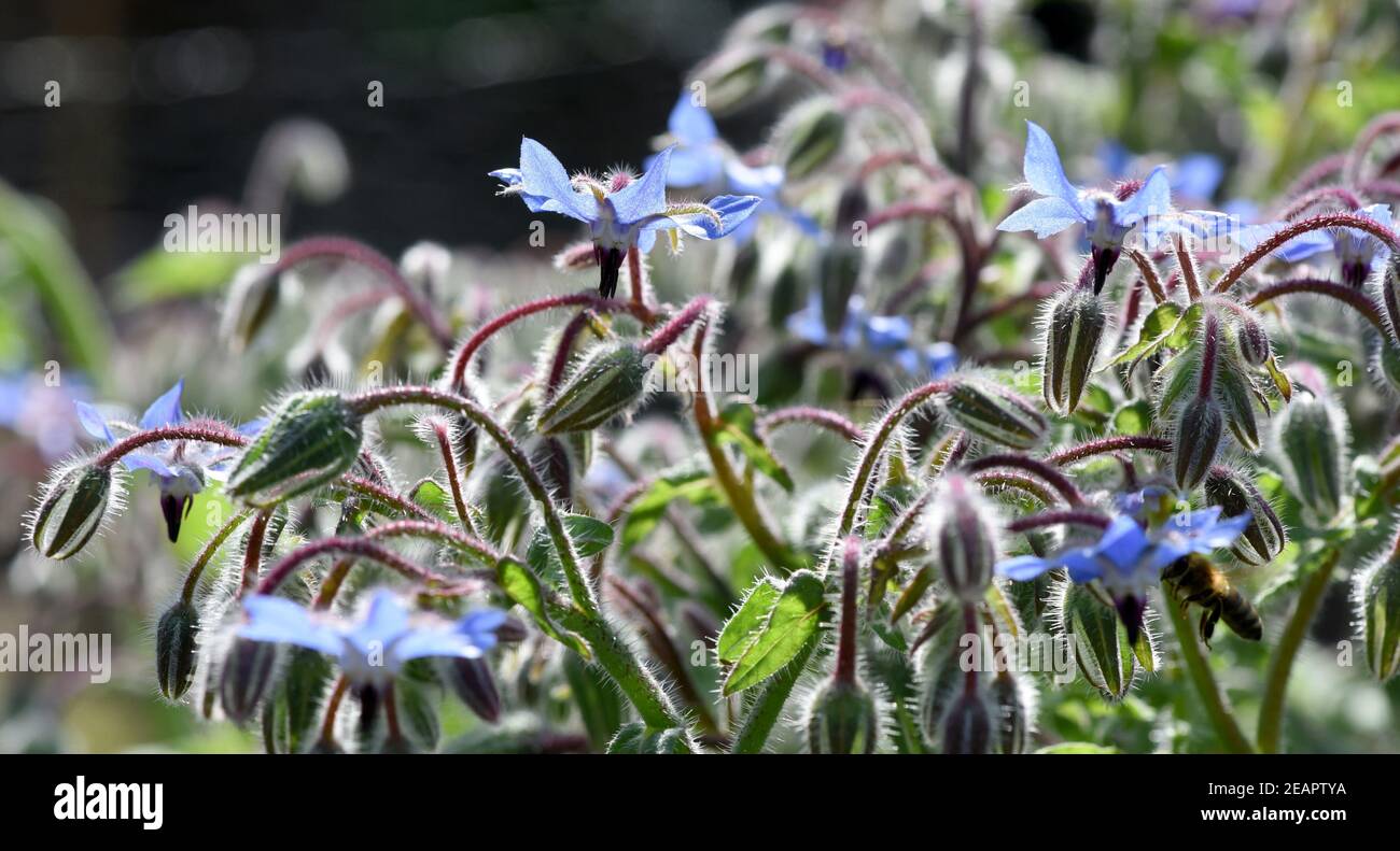 Borretsch, Borago, officinalis Stock Photo - Alamy