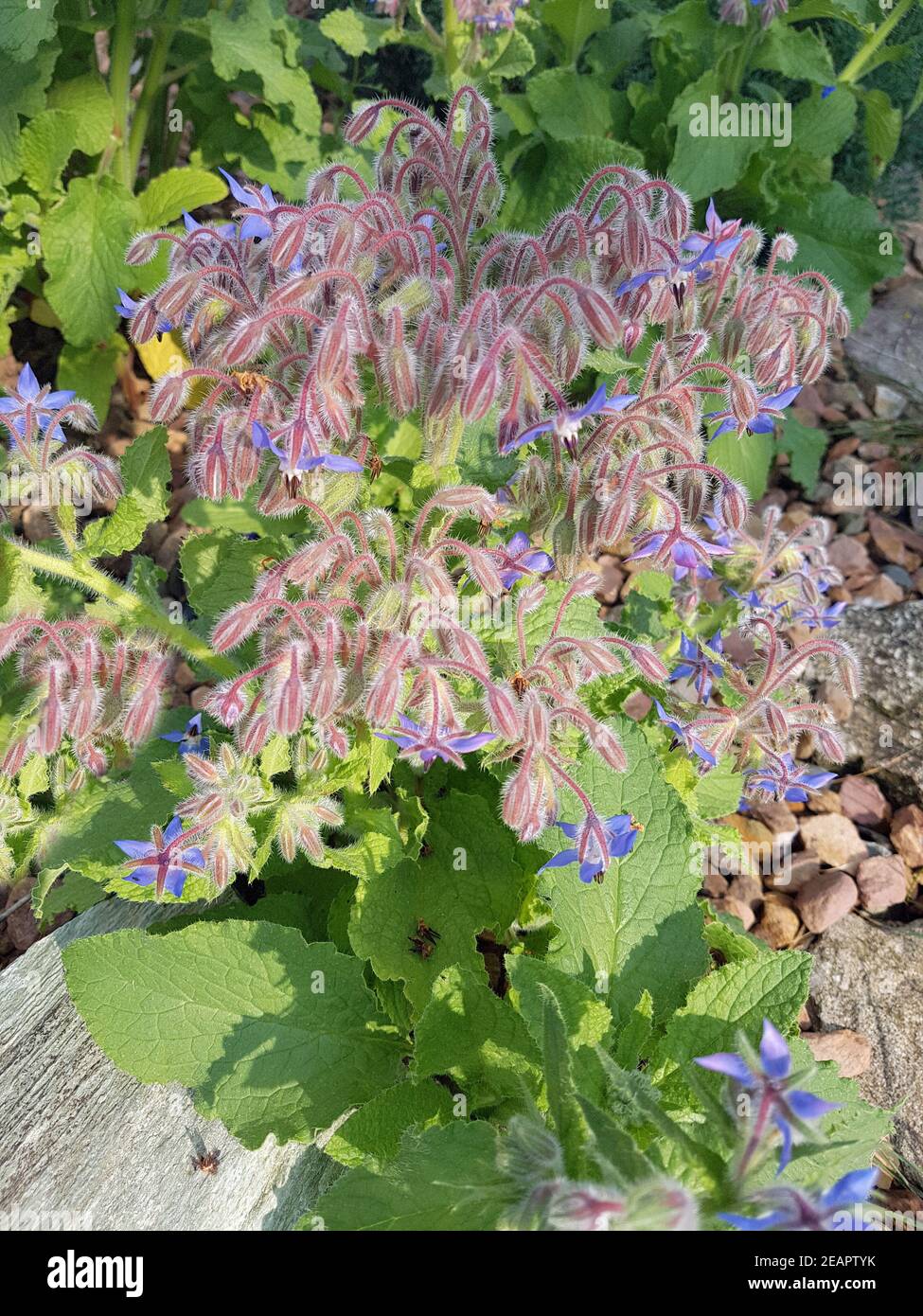 Borretsch Borago, officinalis Heilpflanze Stock Photo - Alamy