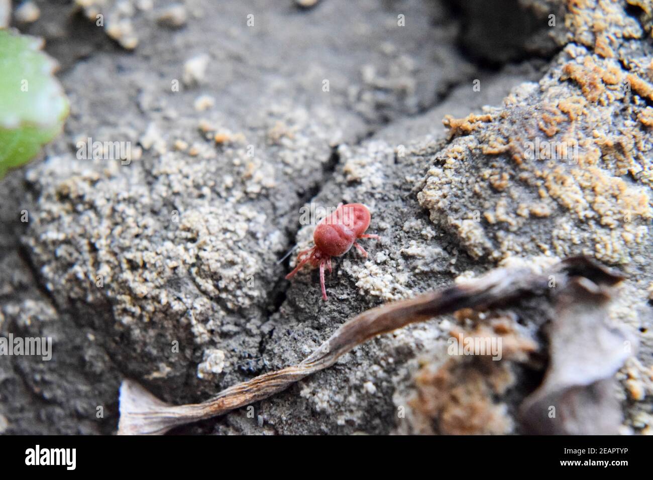 Soil mite hi-res stock photography and images - Alamy
