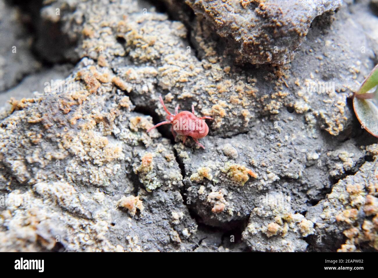 Soil mite hi-res stock photography and images - Alamy