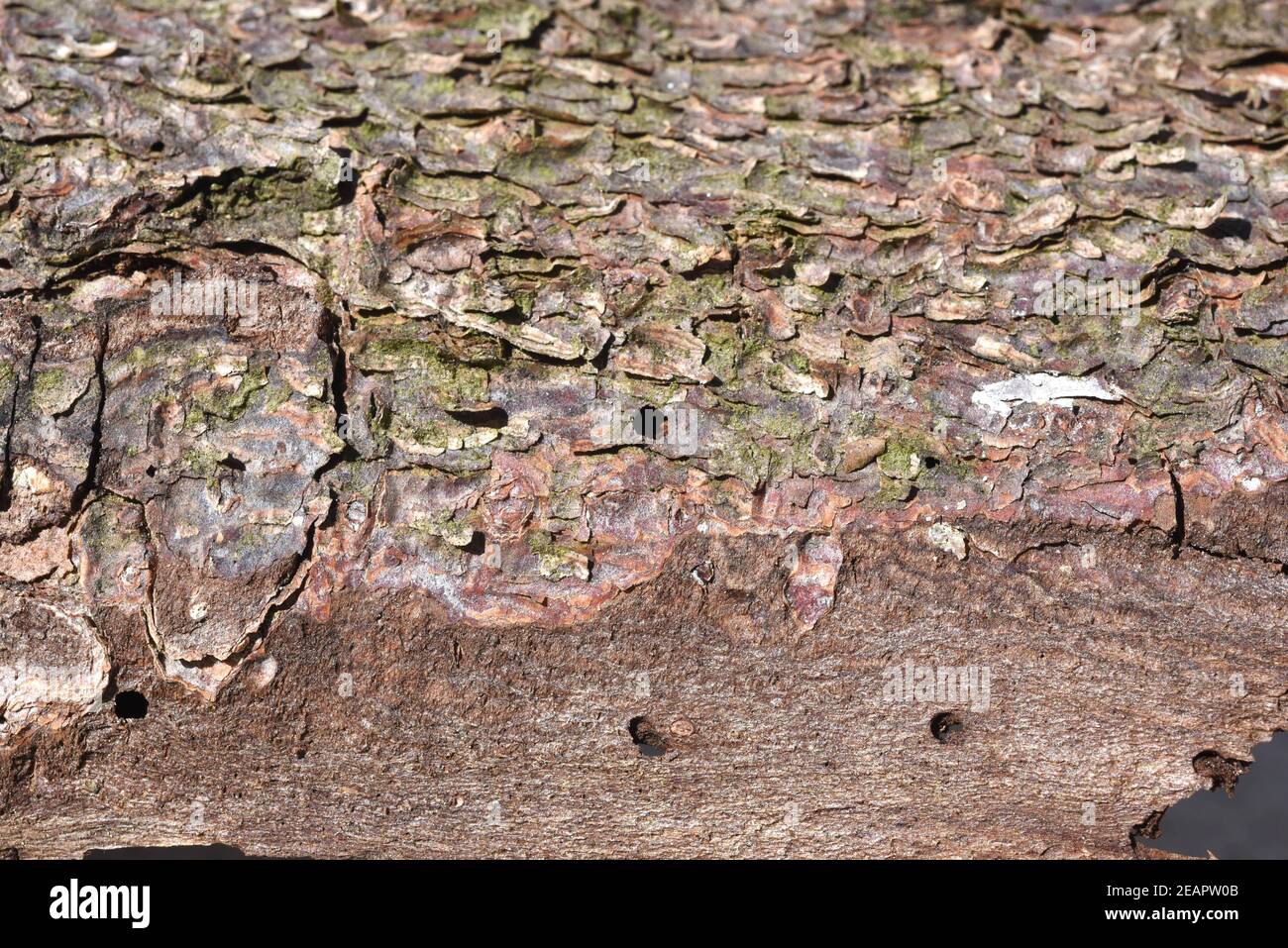 Borkenkaefer, Fichtenborkenkaefer, Cryphalus abietis Stock Photo - Alamy