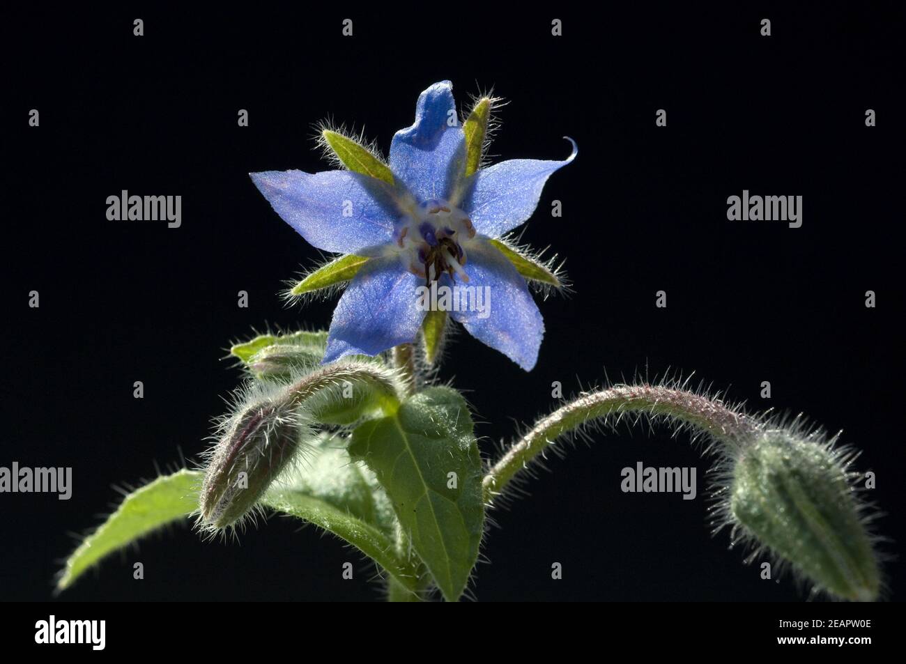 Borretschbluete hi-res stock photography and images - Alamy