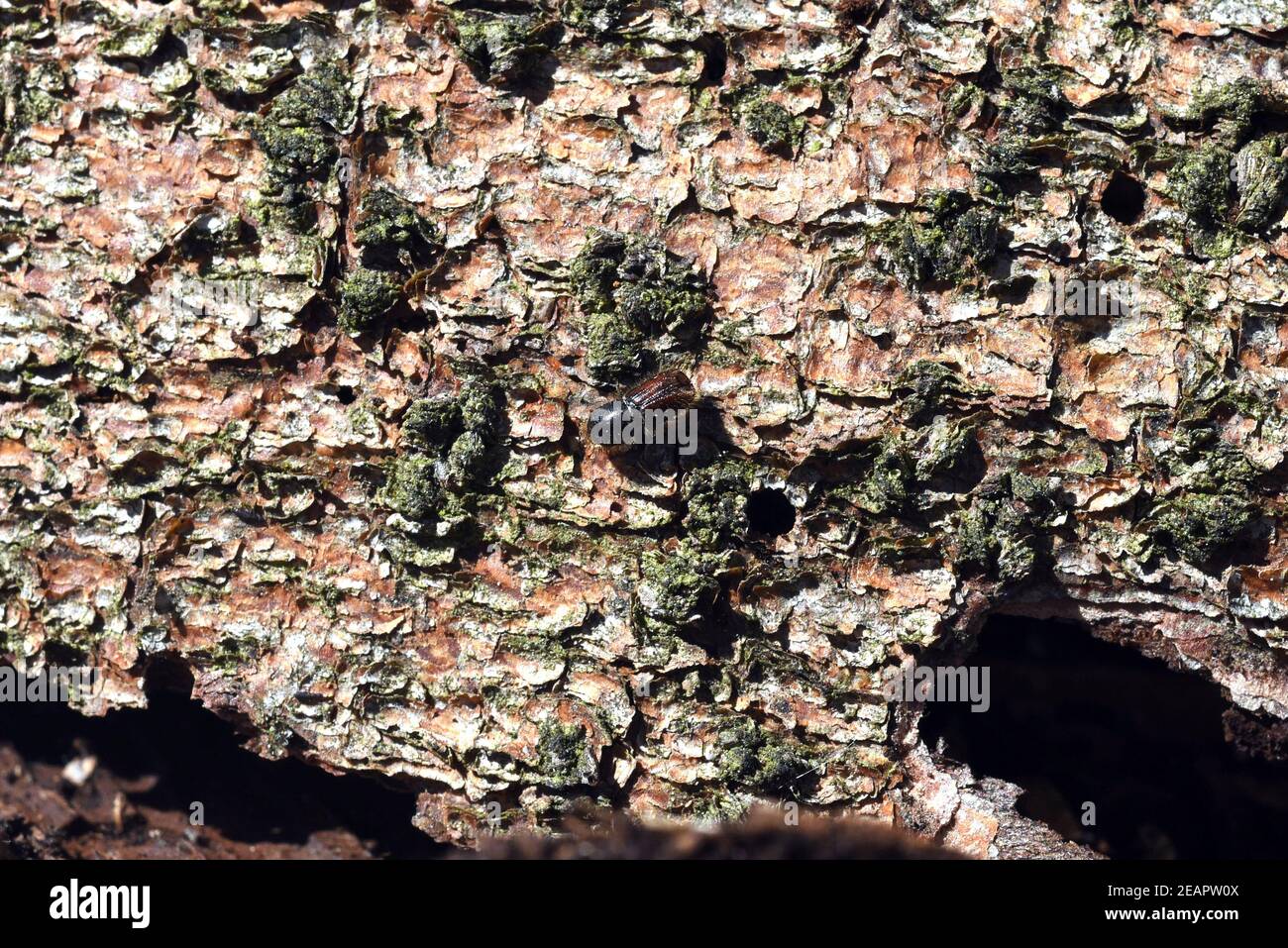 Borkenkaefer, Fichtenborkenkaefer, Cryphalus abietis Stock Photo - Alamy