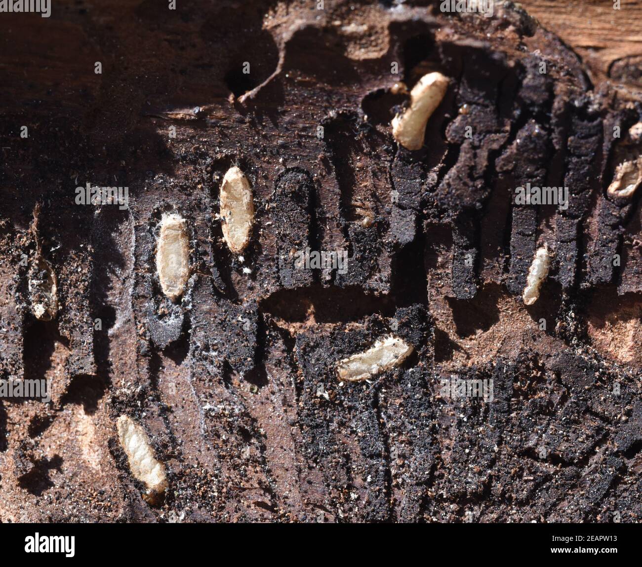 Borkenkaefer, Fichtenborkenkaefer, Cryphalus abietis Stock Photo - Alamy