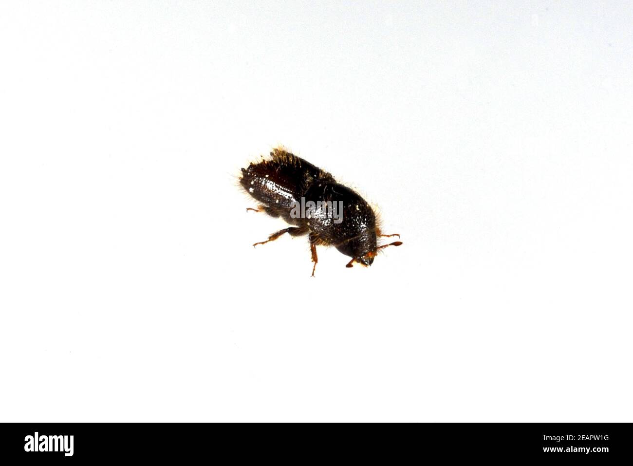 Borkenkaefer, Fichtenborkenkaefer, Cryphalus abietis Stock Photo - Alamy