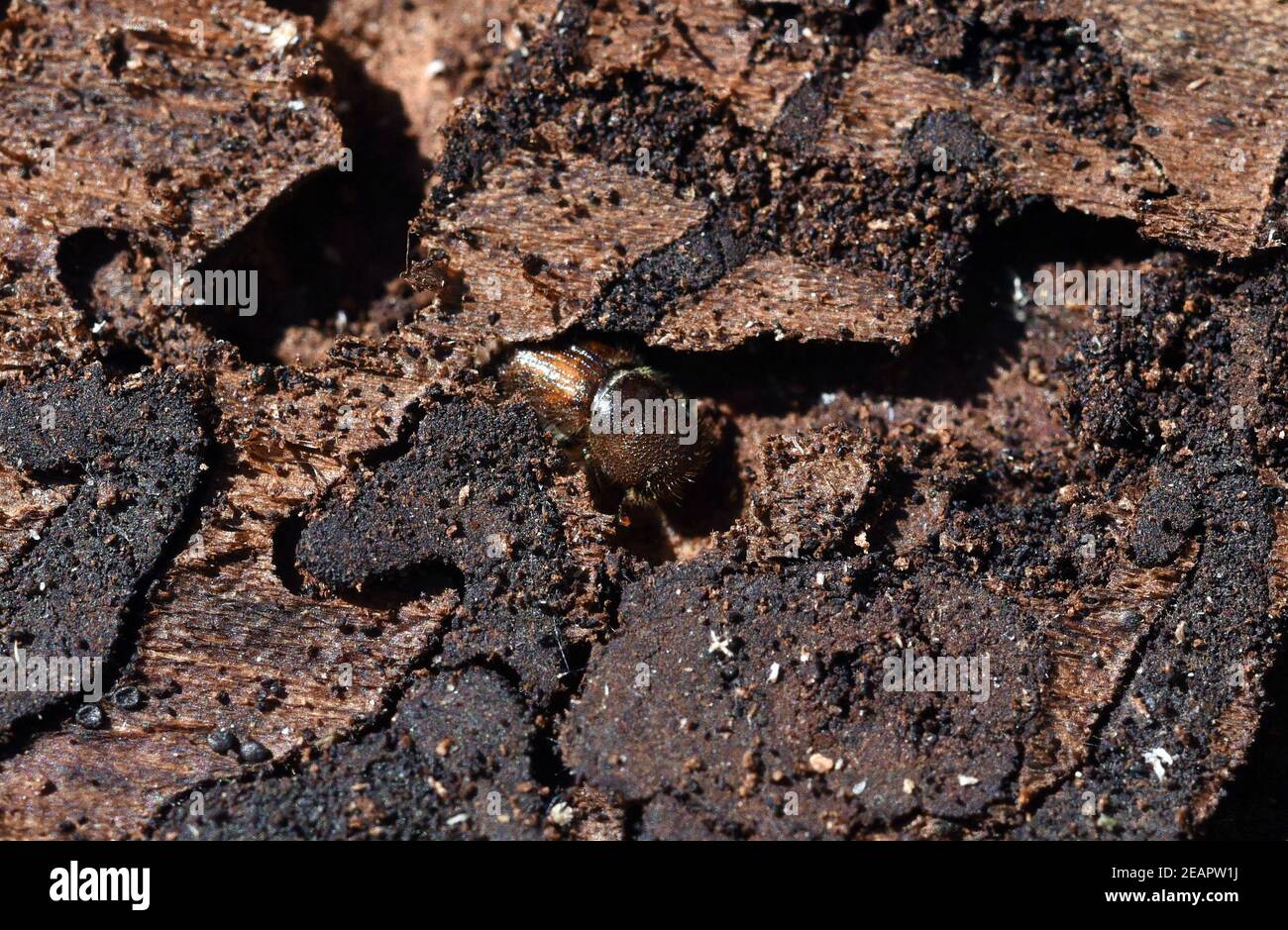 Borkenkaefer, Fichtenborkenkaefer, Cryphalus abietis Stock Photo - Alamy