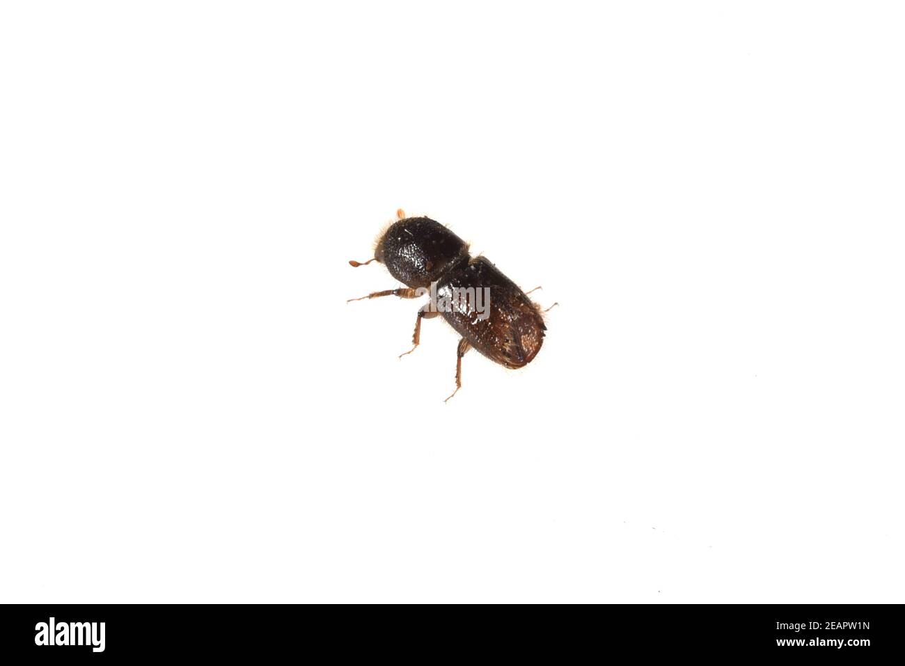 Borkenkaefer, Fichtenborkenkaefer, Cryphalus abietis Stock Photo - Alamy