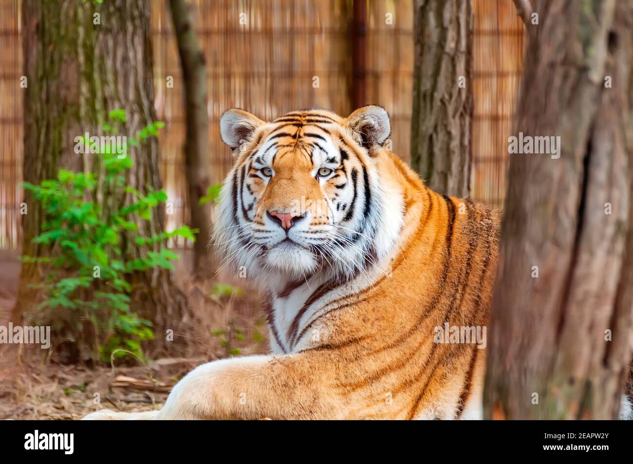 Portrait of a beautiful tiger Stock Photo - Alamy