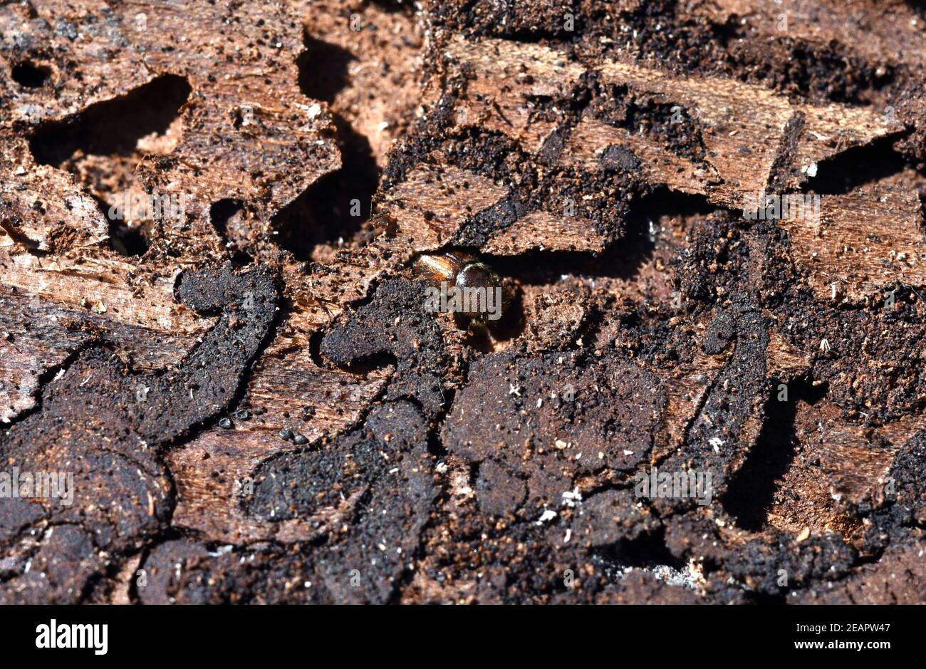 Borkenkaefer, Fichtenborkenkaefer, Cryphalus abietis Stock Photo - Alamy