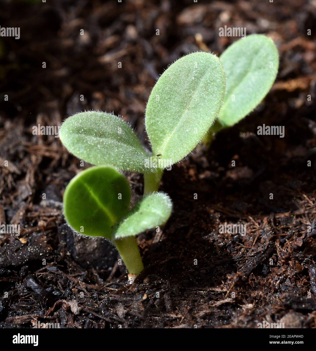 Borretsch, Borago, officinalis Stock Photo - Alamy