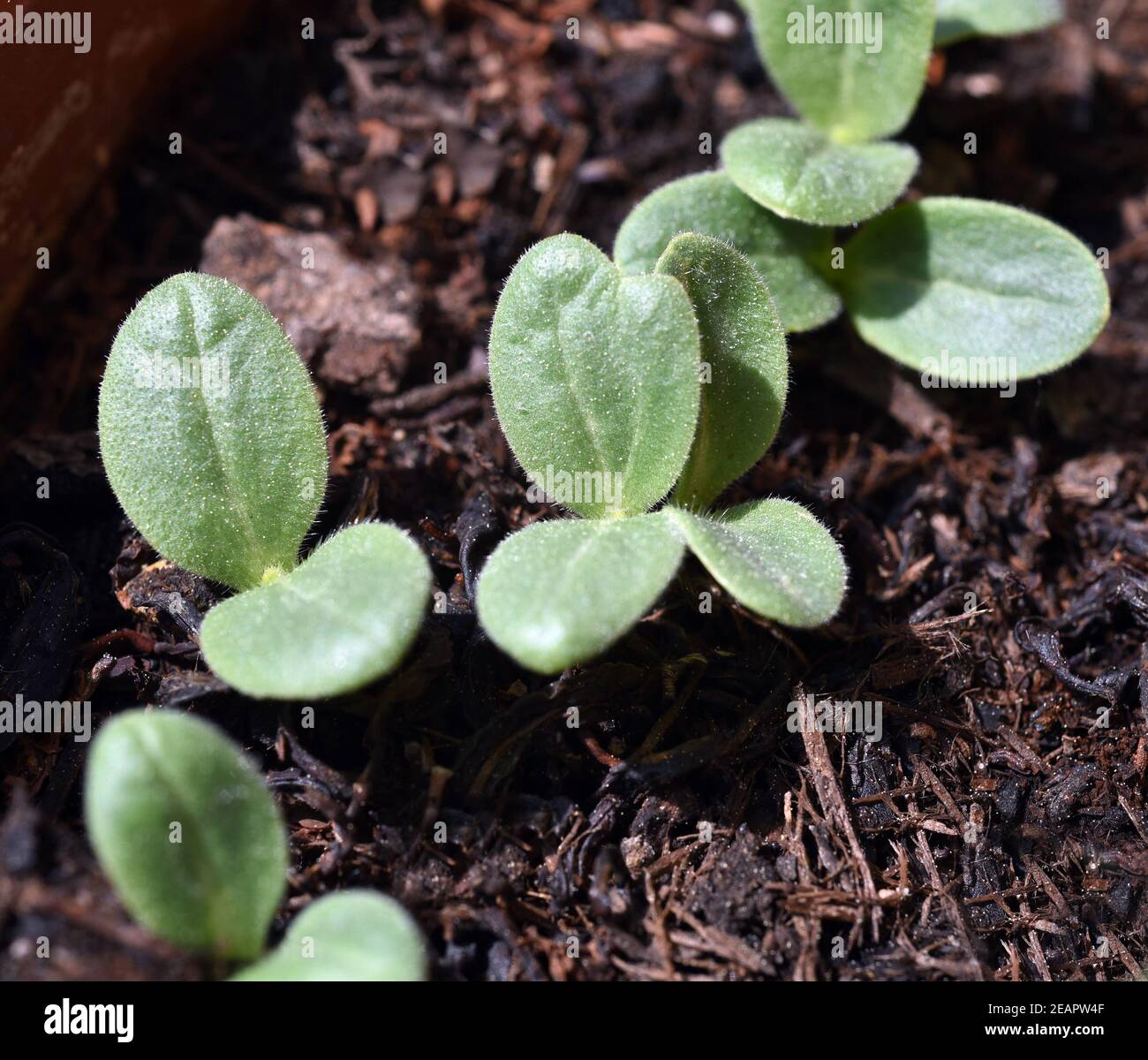 Borretsch, Borago, officinalis Stock Photo - Alamy