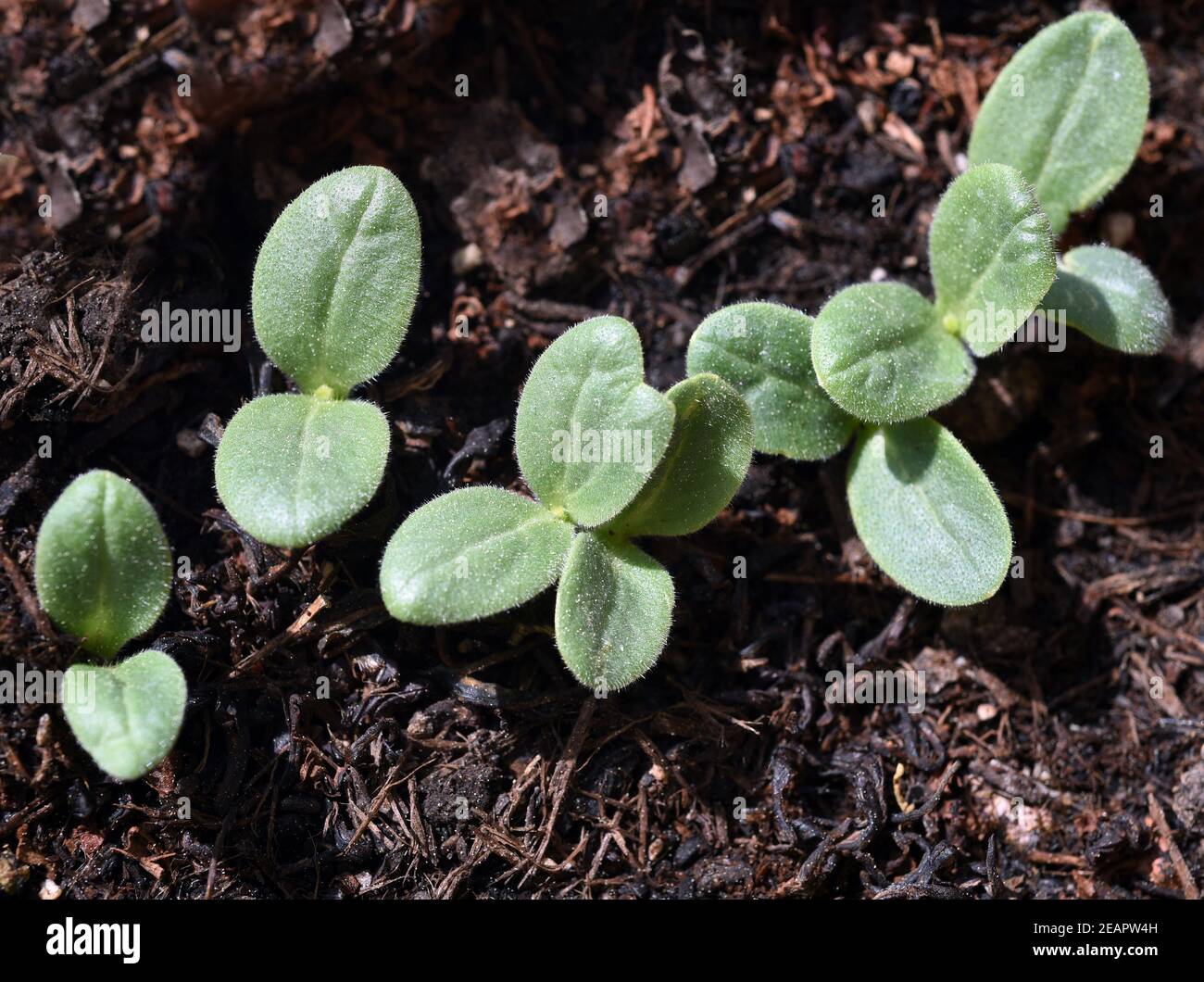 Borretsch, Borago, officinalis Stock Photo - Alamy