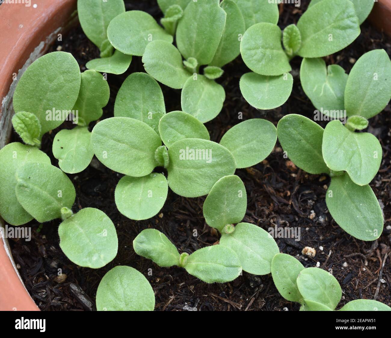 Borretsch, Borago, officinalis Stock Photo - Alamy